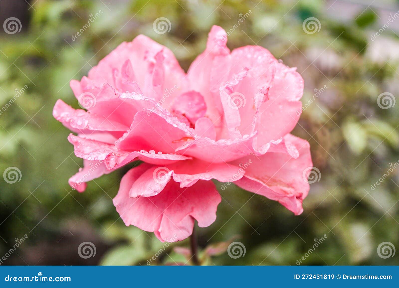 Natural Beautiful Pink Flower Closeup Stock Image - Image of head ...