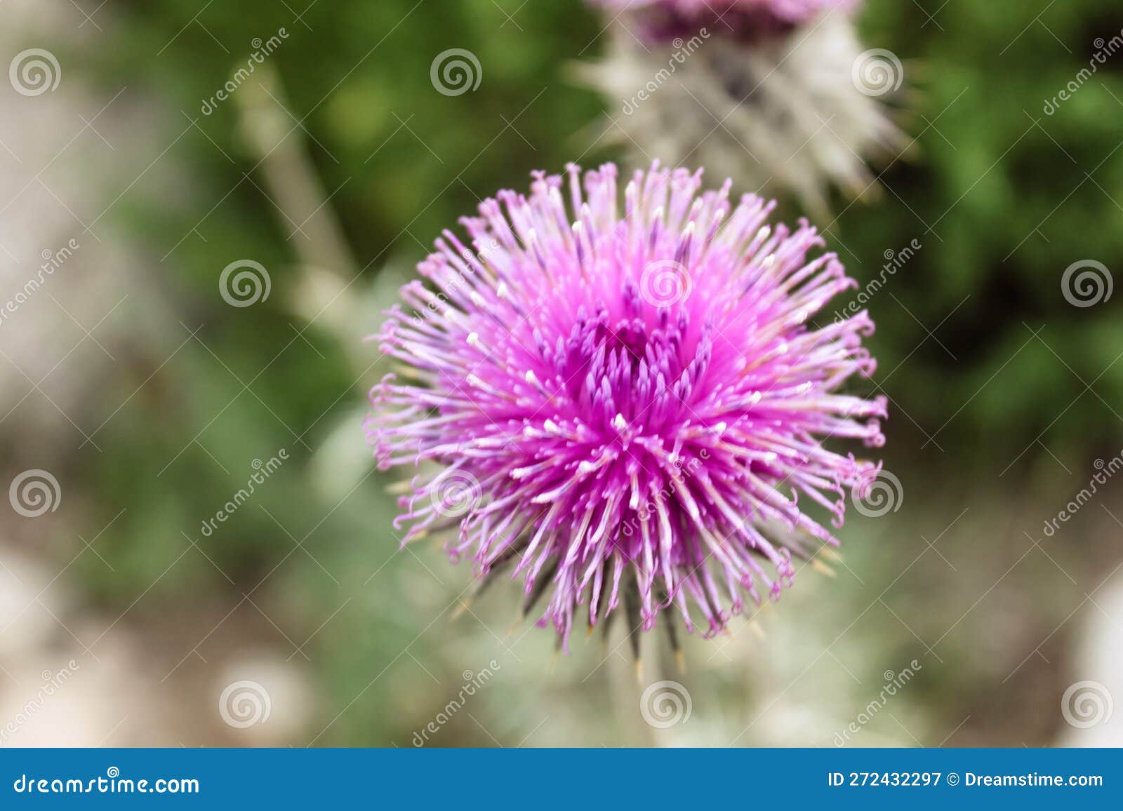Natural Beautiful Pink Flower Closeup Stock Image - Image of flora ...