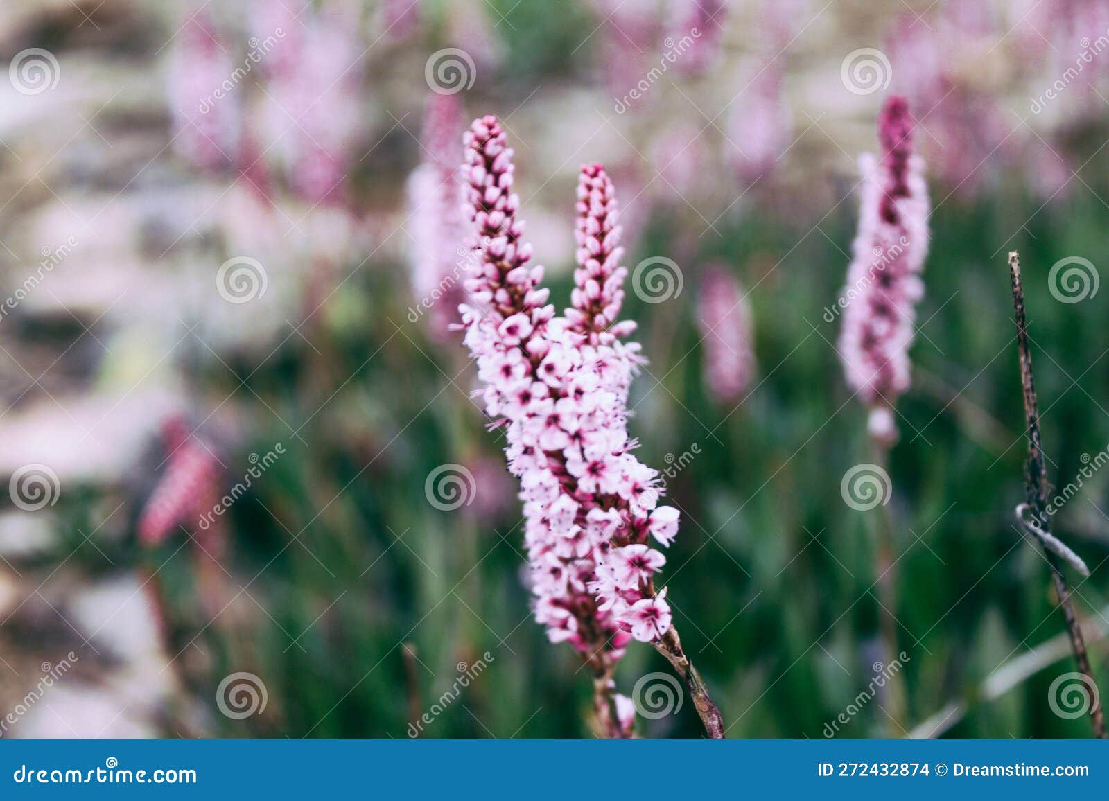 Natural Beautiful Pink Flower Closeup Stock Photo - Image of flower ...