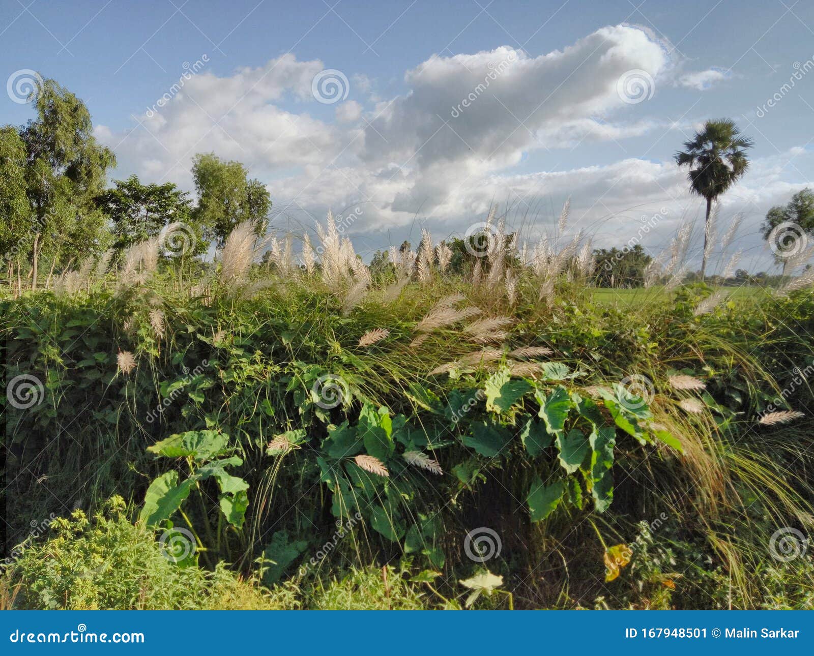 Natural Beautiful Kash Fool in Fields Stock Image - Image of natural ...