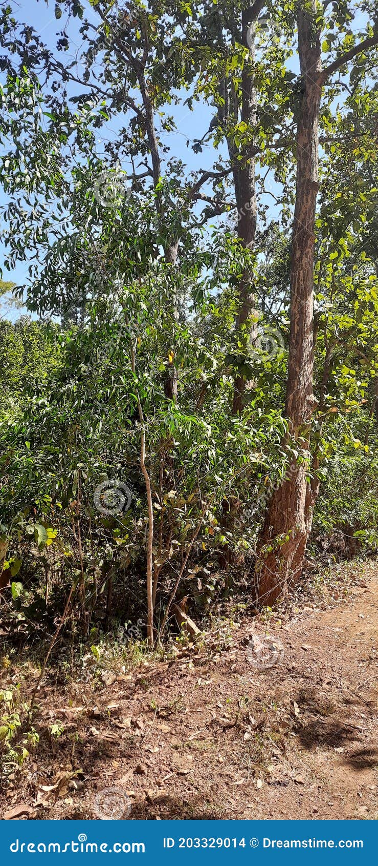 Natural Beautiful Trees Which Acts As Air Filters Stock Photo - Image ...