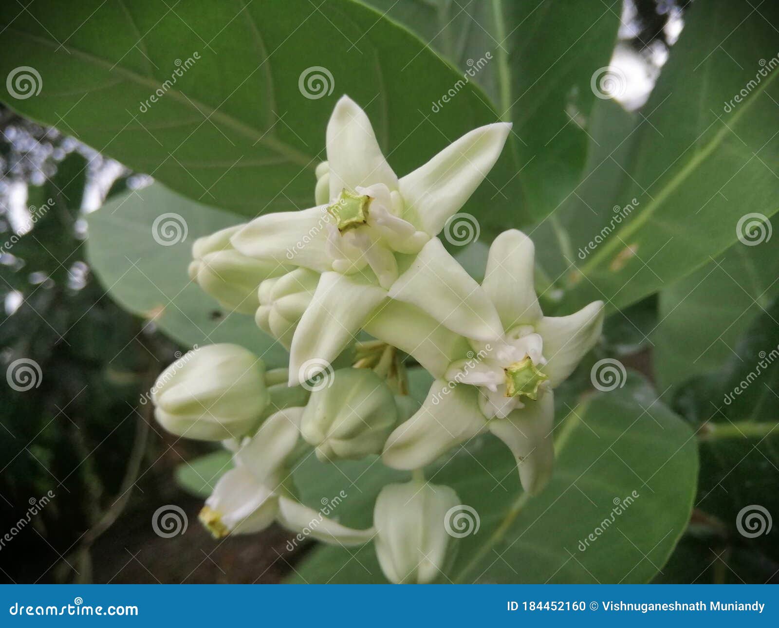 Natural Beautiful White Calotropis Gigantea Stock Photo - Image of ...