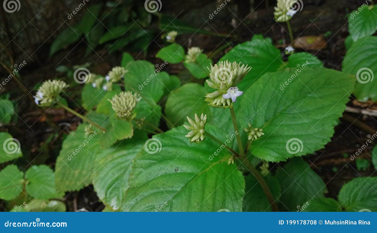 The Natural Beauty of Aceh Indonesia Stock Photo - Image of tree ...