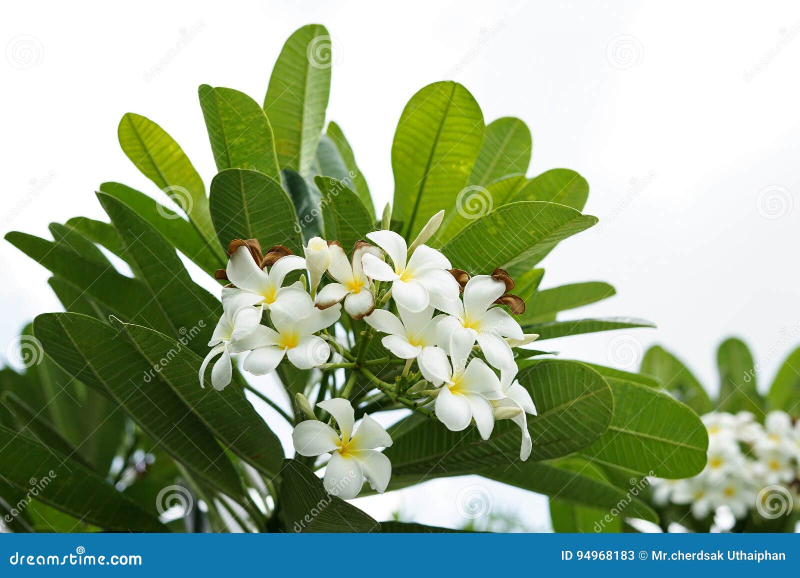 Natural beauty stock image. Image of refreshing, plant - 94968183