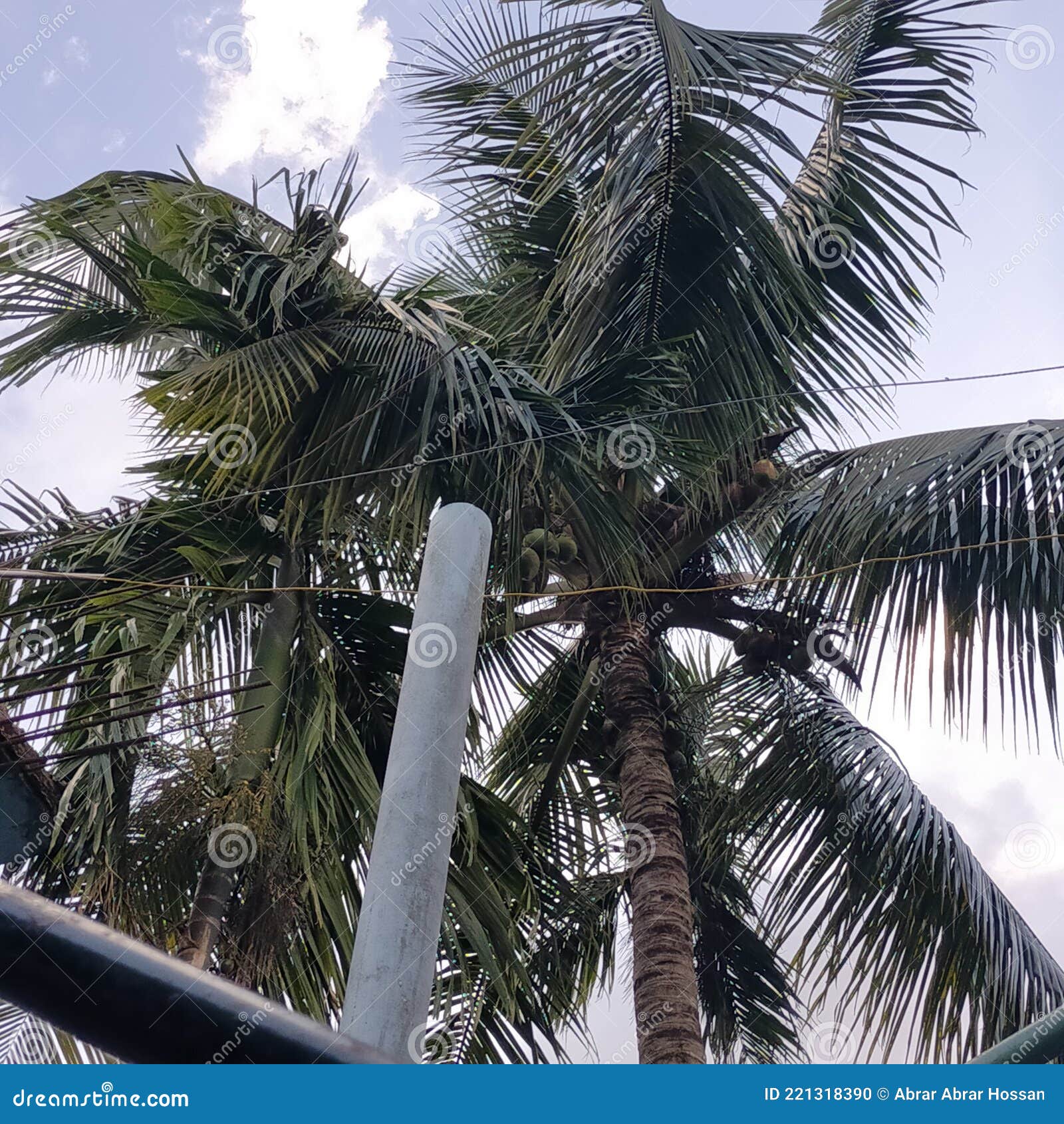 Natural Beauty Coconut Tree Sky Stock Photo - Image of plant, natural ...