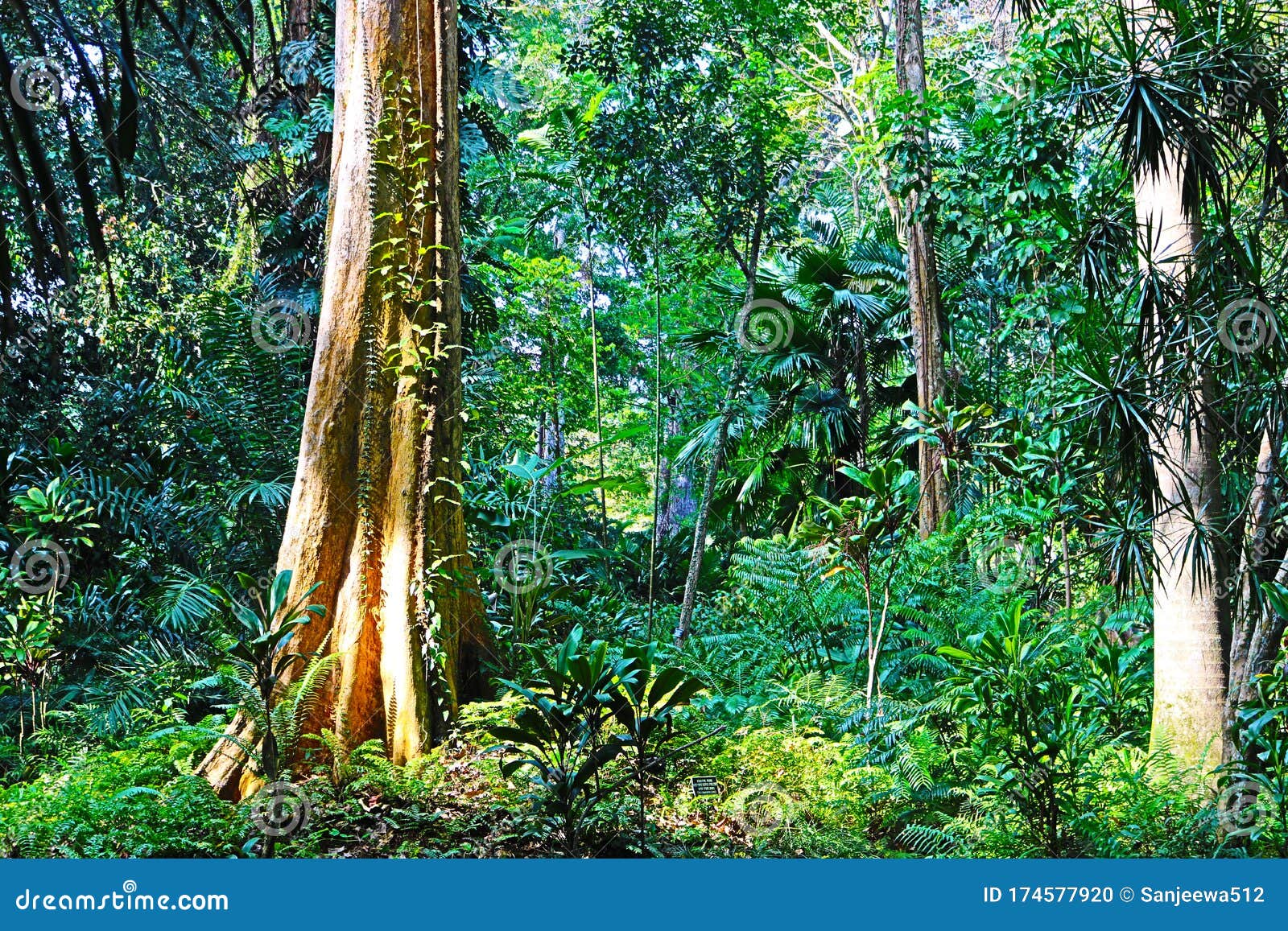 Natural Beauty of Forest,jungle with Trees,plants Image Stock Photo ...