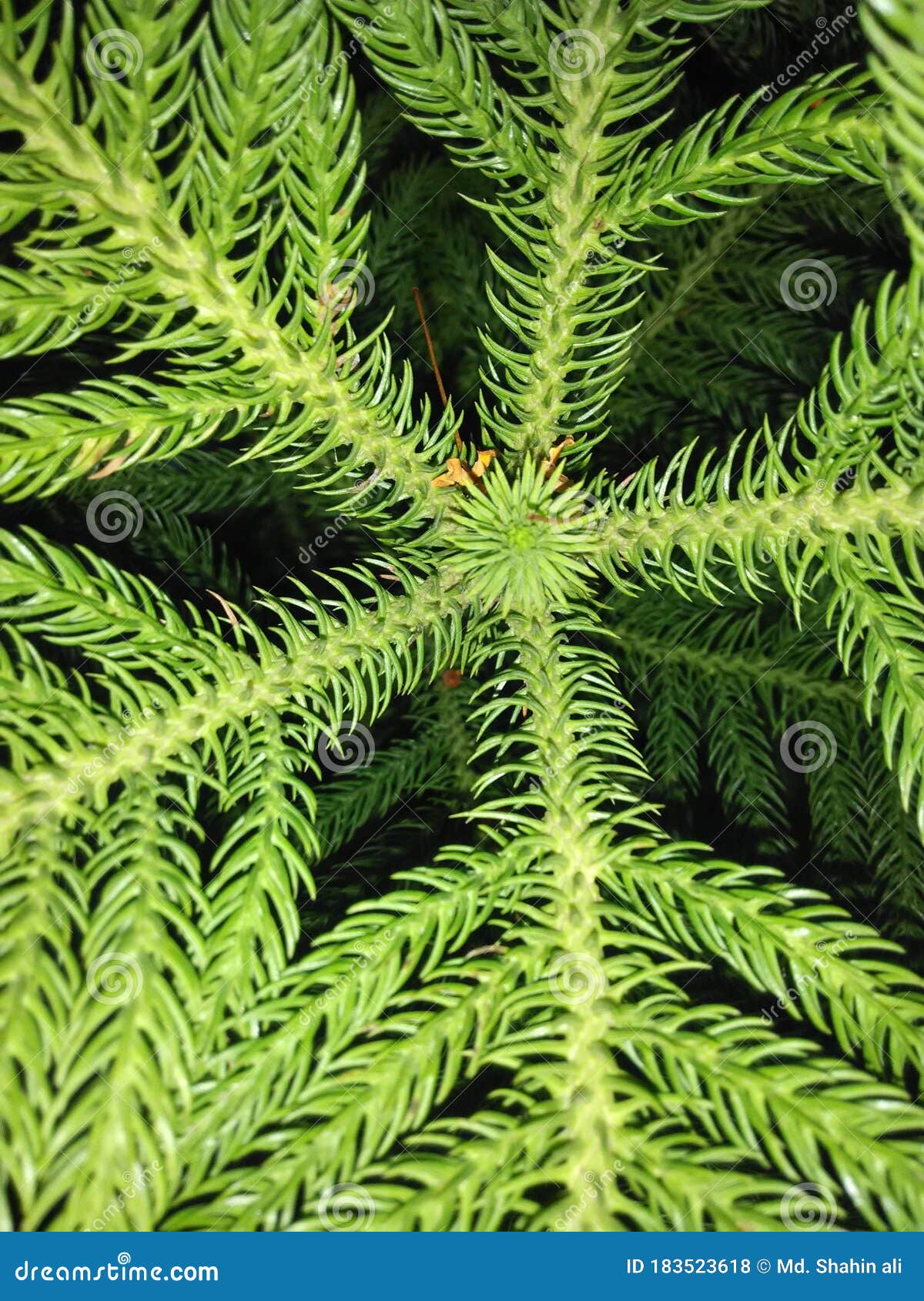 Eccelent Stock Photos - Free & Royalty-Free Stock Photos from Dreamstime