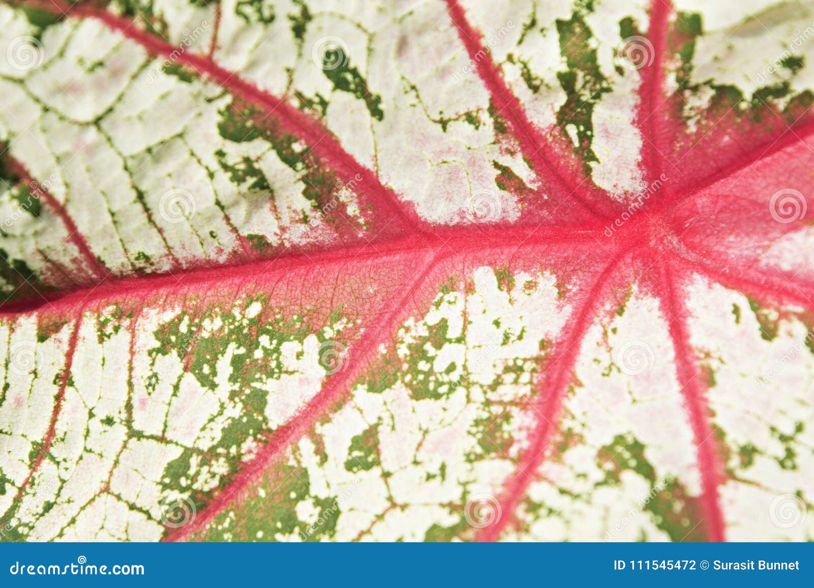 Natural patterns on leaves stock photo. Image of modern - 111545472