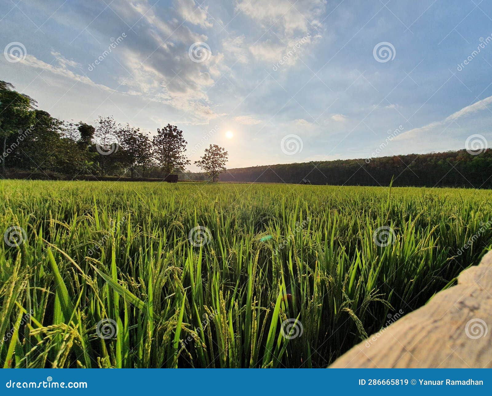 The Natural Beauty of the Rice Fields in the Afternoon Stock Image ...