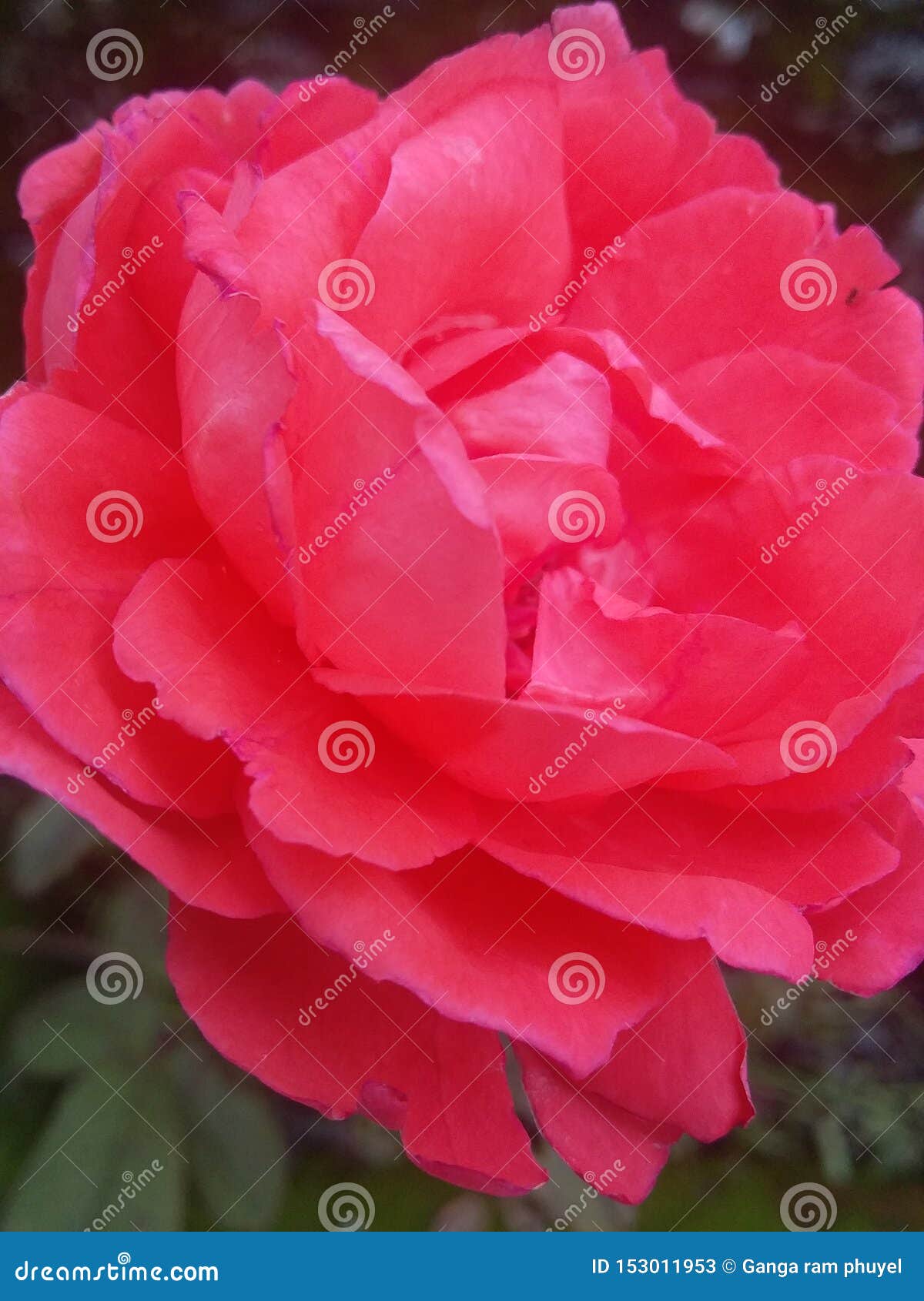 Natural beauty of rose stock image. Image of flower - 153011953