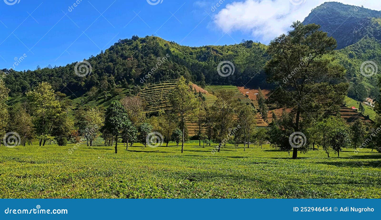 The Natural Beauty of the Tambi Stock Photo - Image of natural, tambi ...