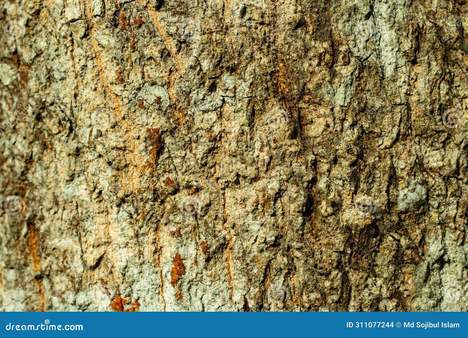 The Natural Beauty of Tree Bark Texture with these Unique Designs Bumpy ...