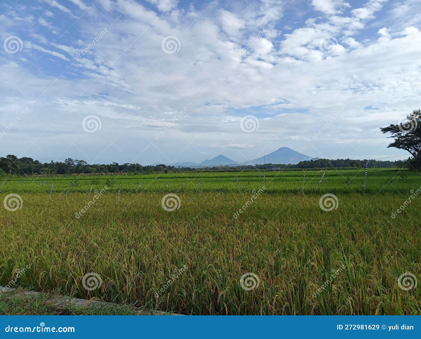 Natural Beauty with Views of Rice Fields that are almost Harvested and ...