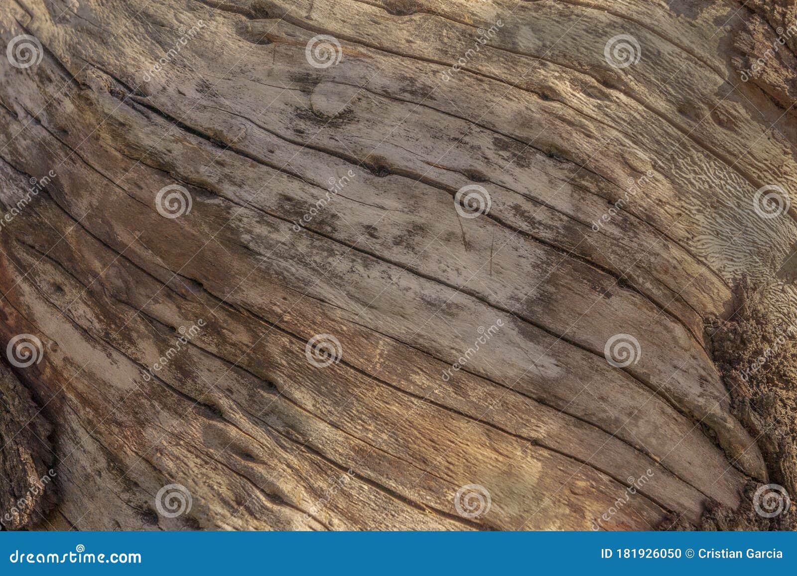 Natural and Beauty Wood Texture Wallpaper Stock Photo - Image of ...