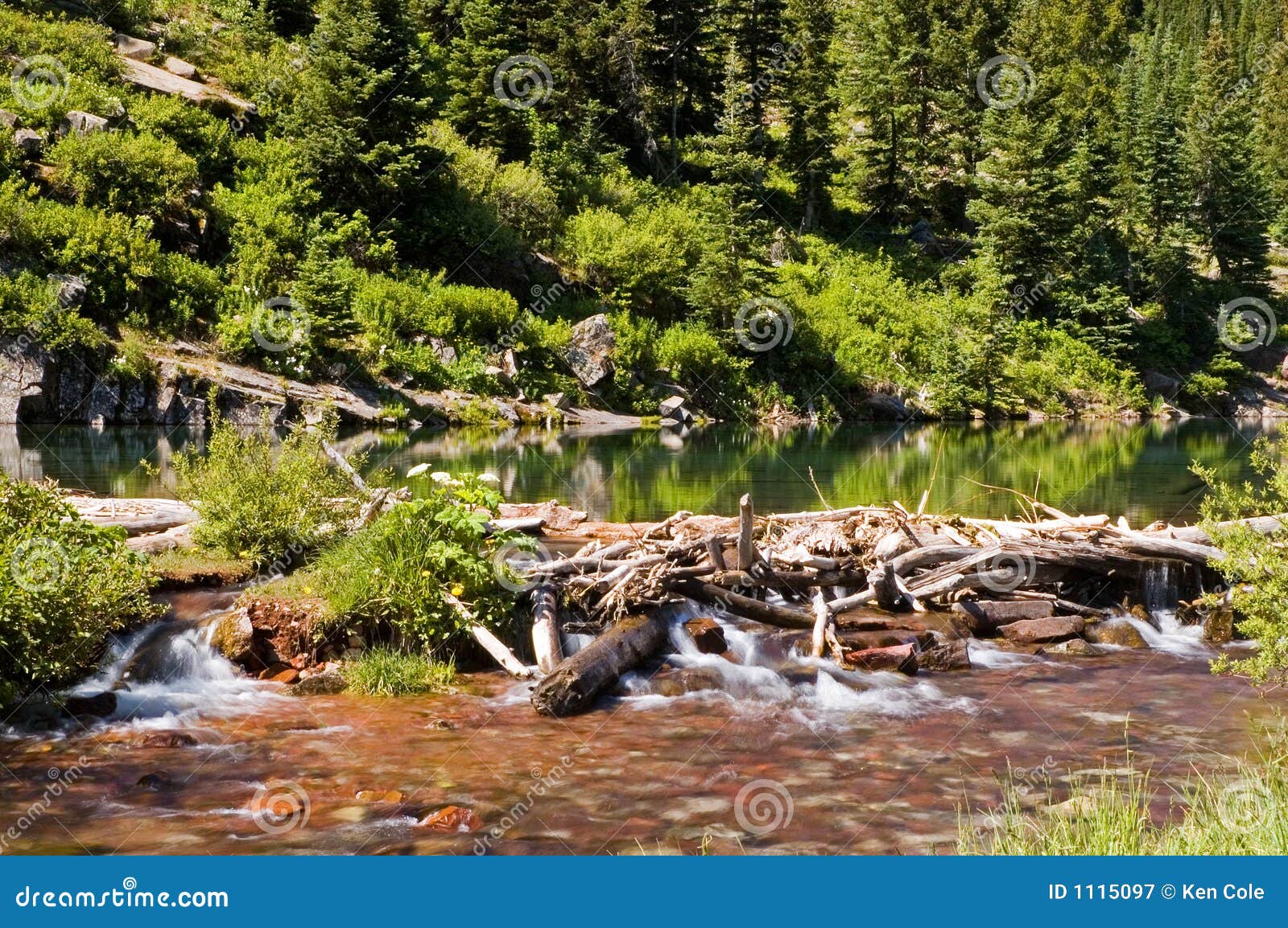 Natural Beaver Dam stock image. Image of mountains, brook - 1115097