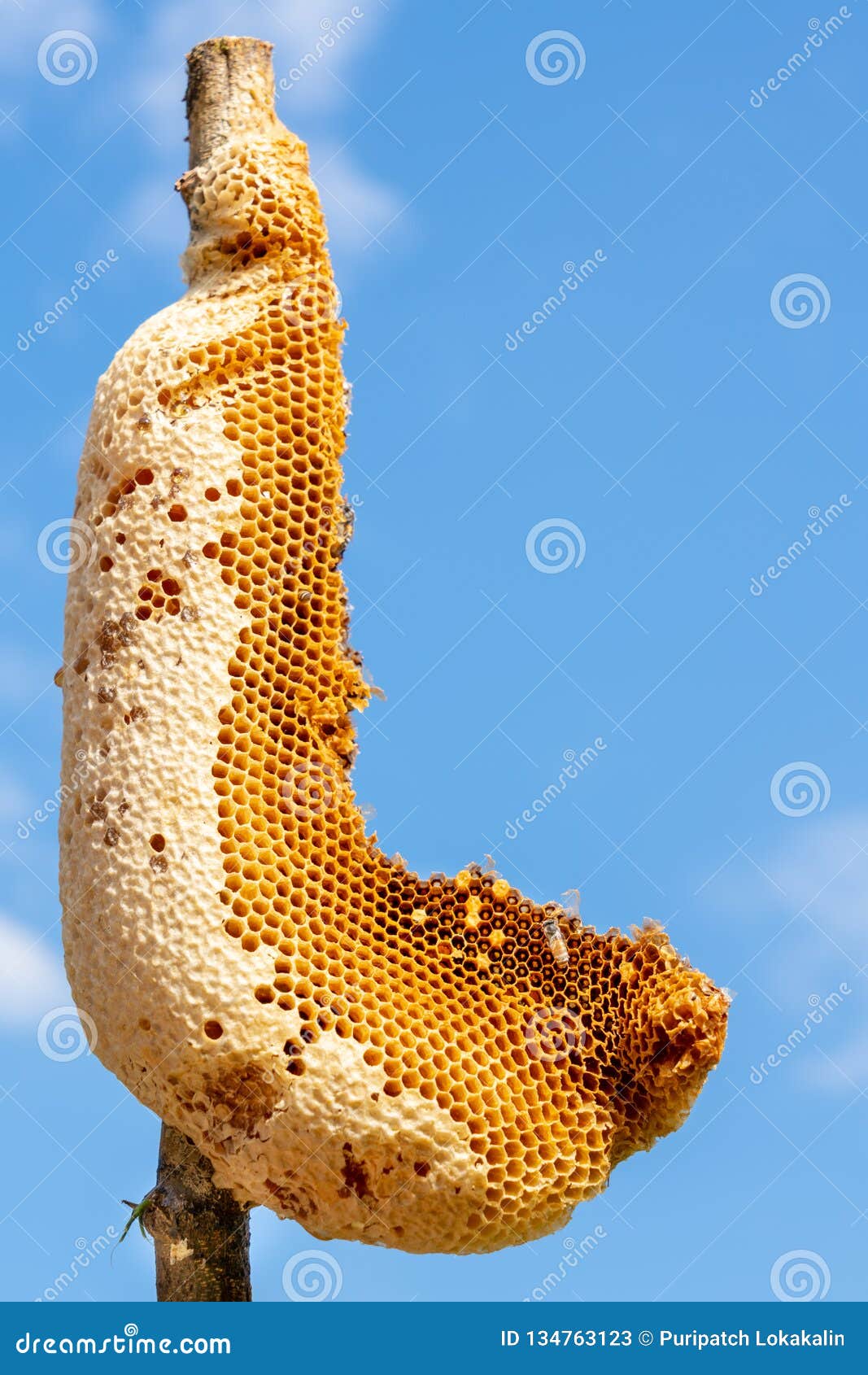 Natural bee hive stock image. Image of comb, beehive - 134763123