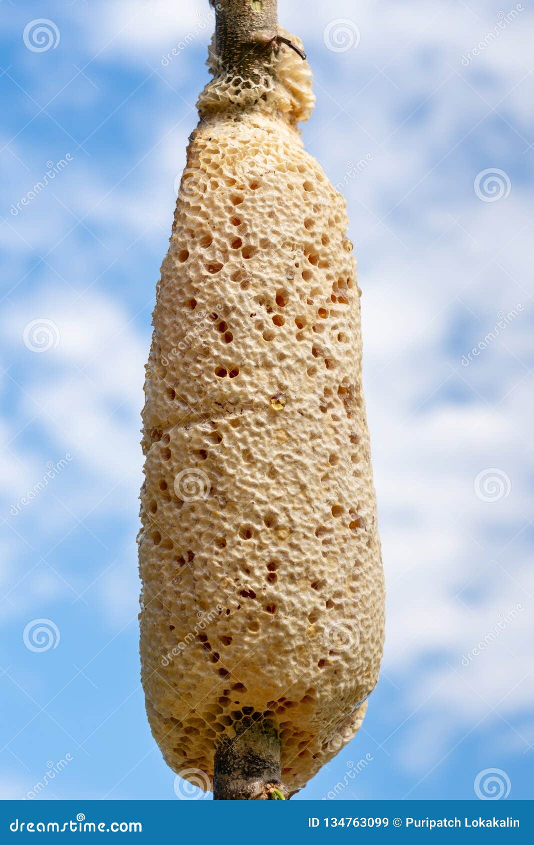 Natural bee hive stock image. Image of apiformes, apoidea - 134763099