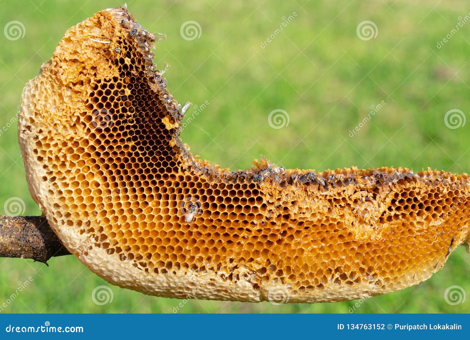 Natural bee hive stock photo. Image of food, grass, toxin - 134763152