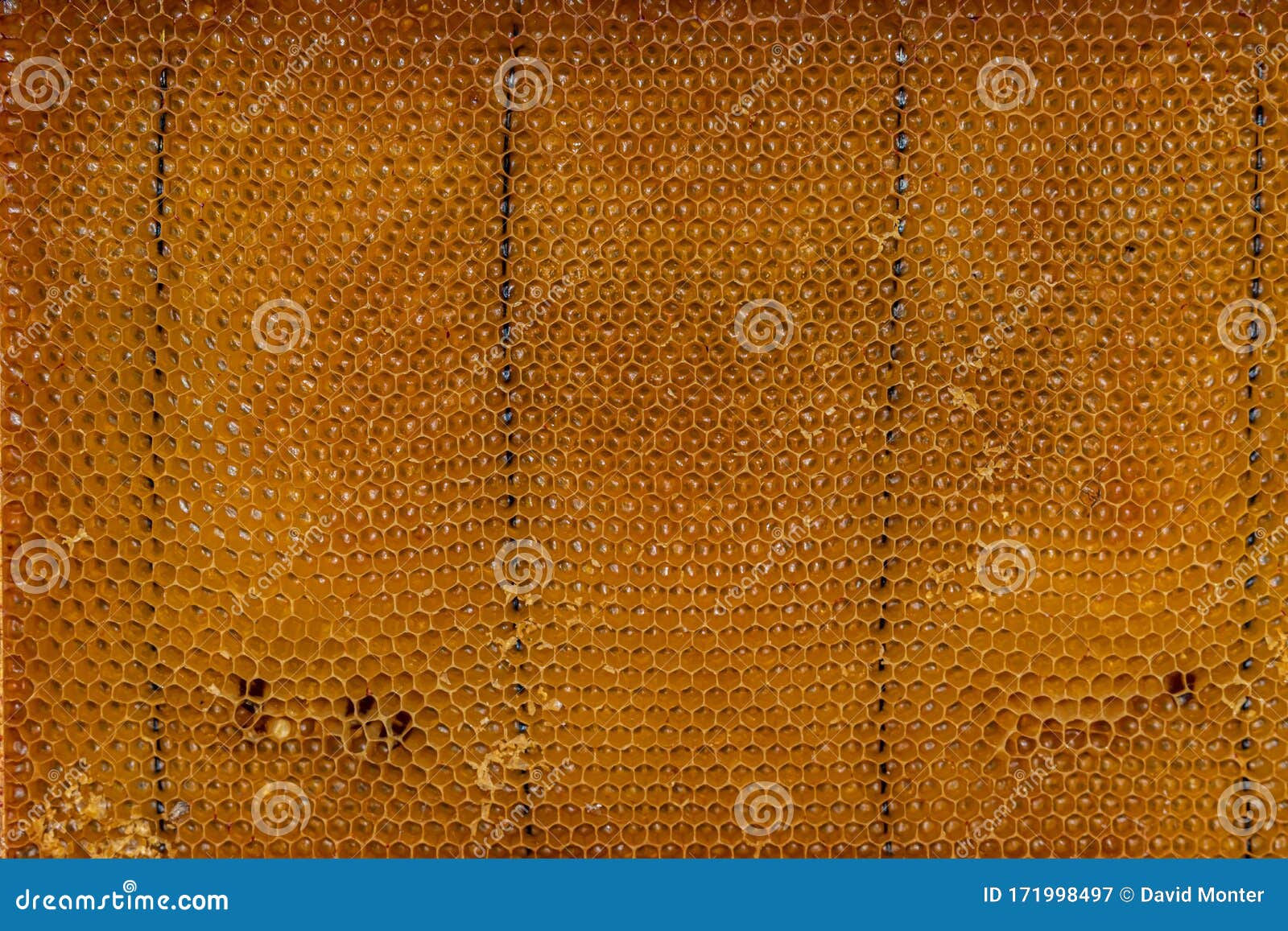 Natural Bee Panel Extracted from the Hive Stock Image - Image of farm ...