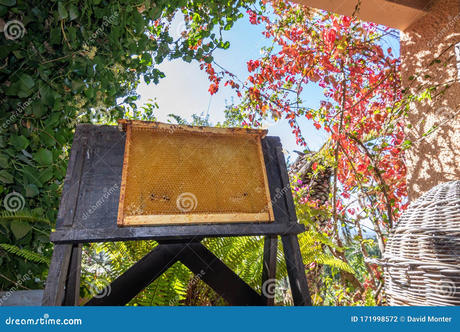 Natural Bee Panel Extracted from the Hive Stock Photo - Image of ...