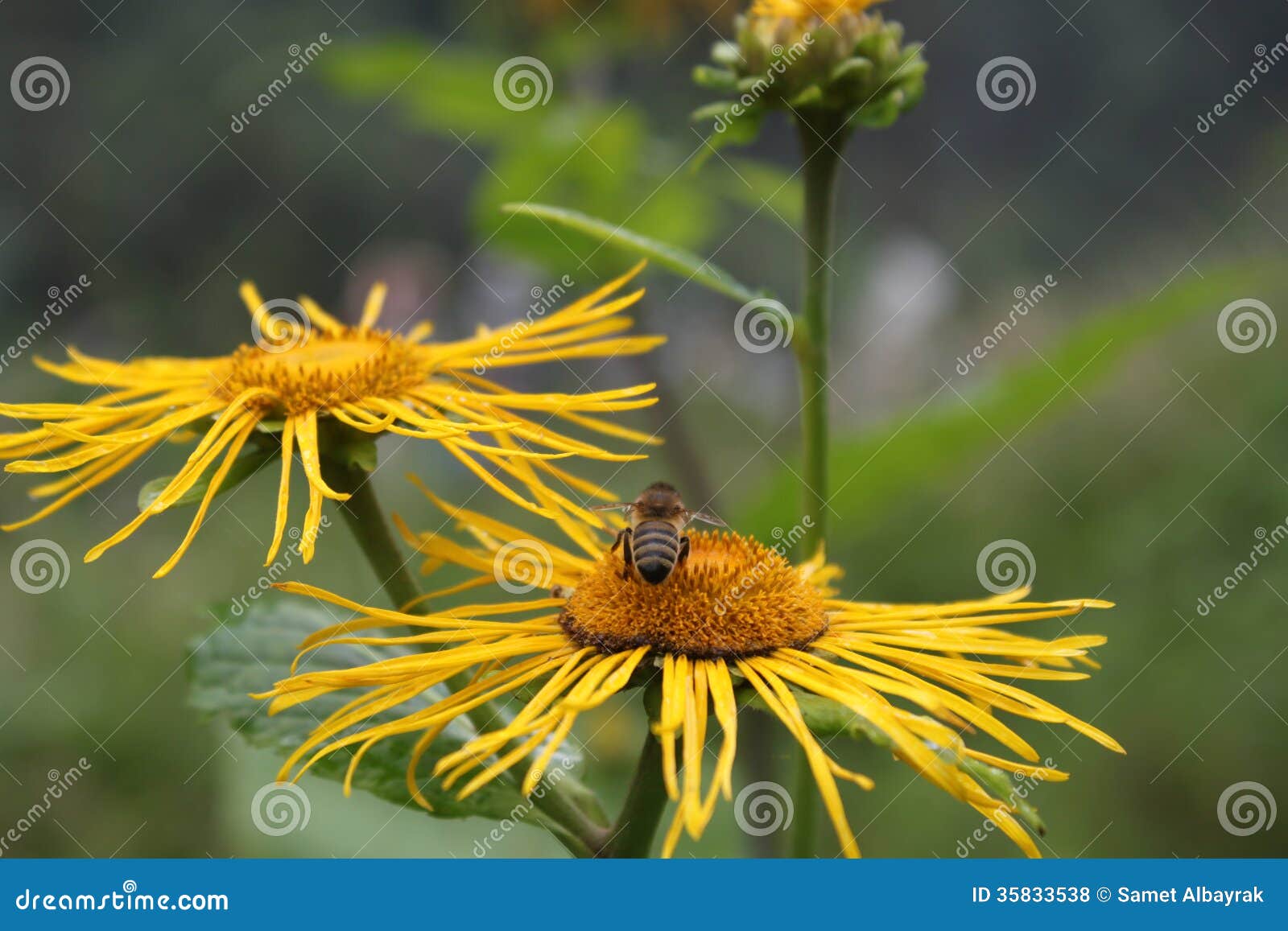 Natural bee stock photo. Image of natural, nature, intertwined - 35833538