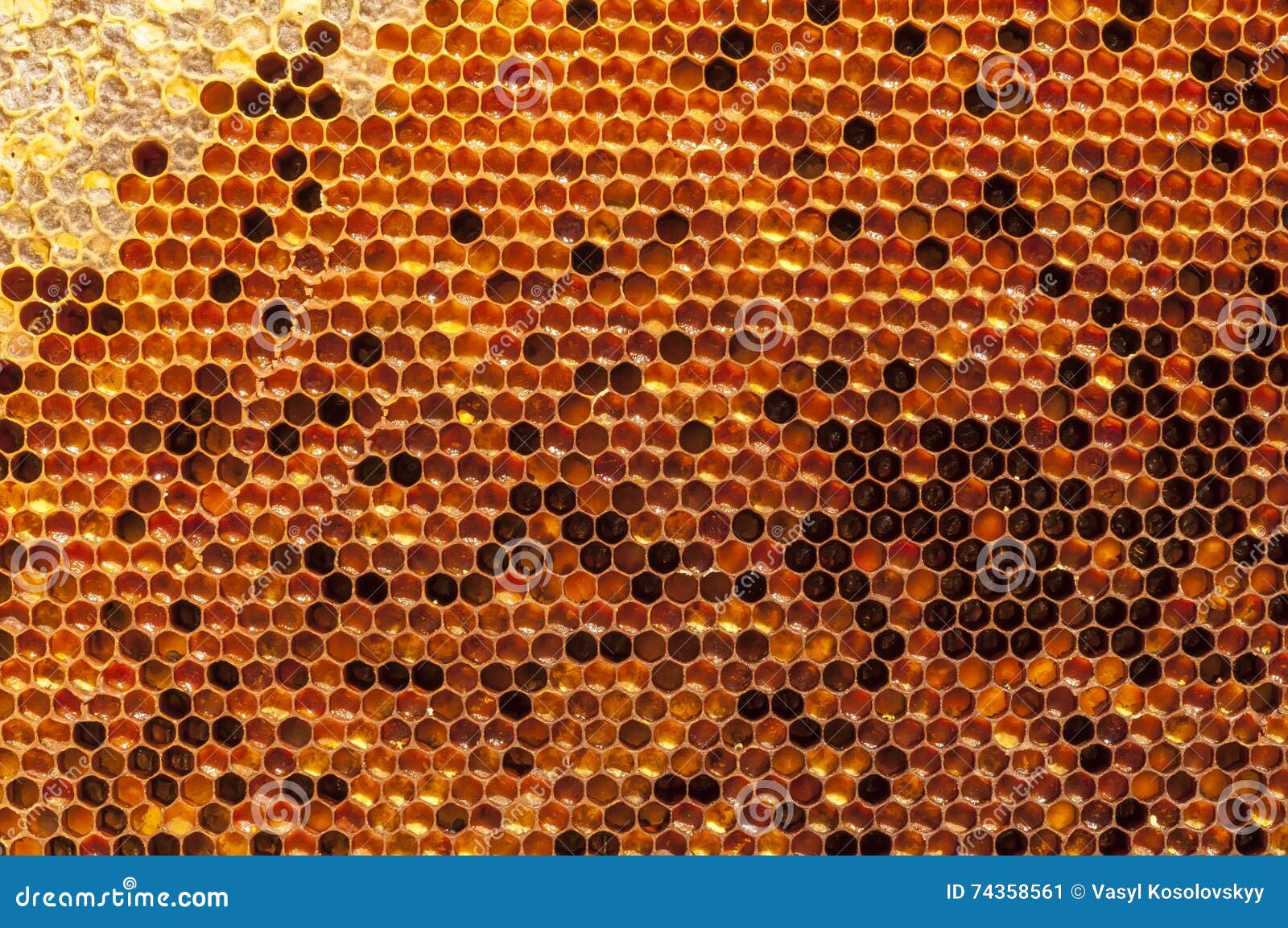 Natural Beebread in Honeycombs Stock Image - Image of farina ...