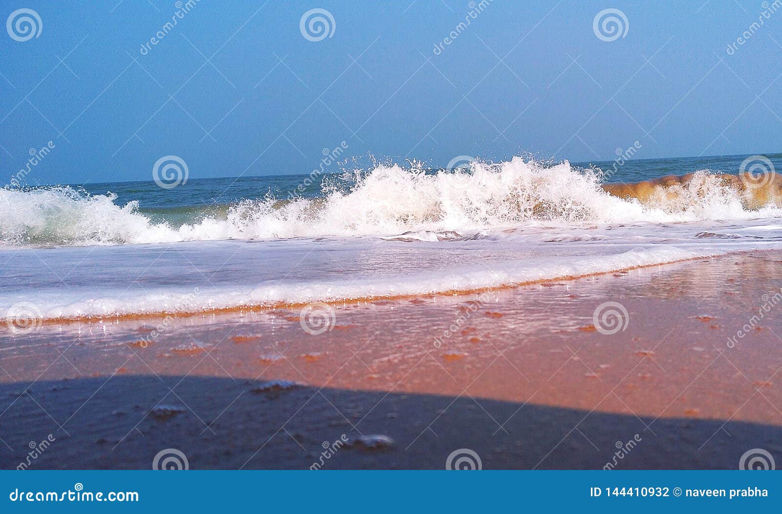 Beech stock photo. Image of beech, wonderfull, natural - 144410932