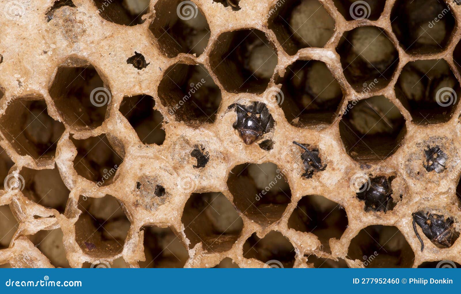 Natural Beehive with Bees and Lava Showing Structure and Design Using ...