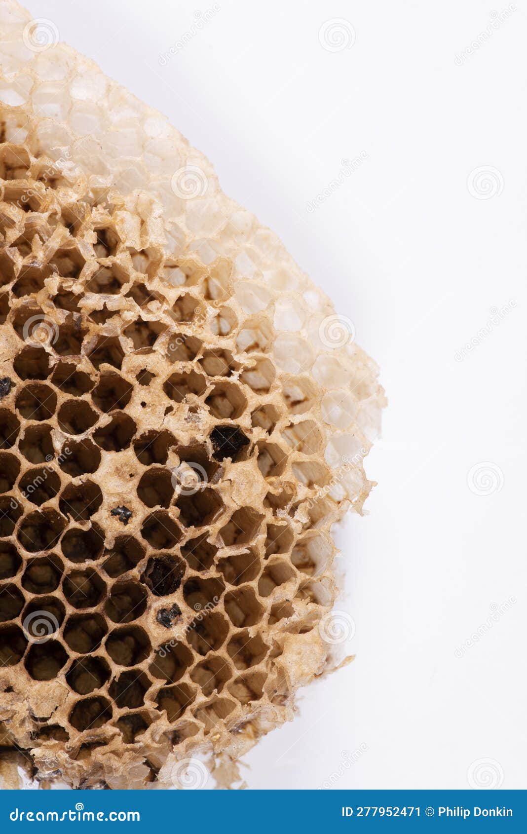 Natural Beehive with Bees and Lava Showing Structure and Design Using ...