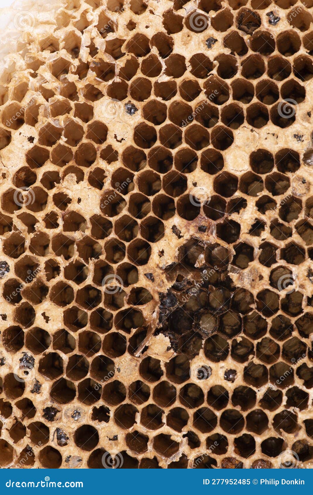 Natural Beehive with Bees and Lava Showing Structure and Design Using ...