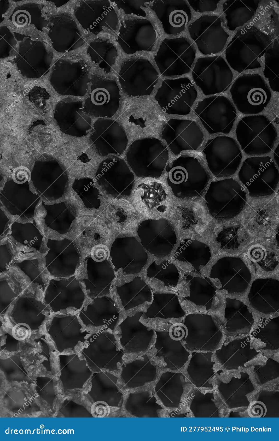 Natural Beehive with Bees and Lava Showing Structure and Design Using ...