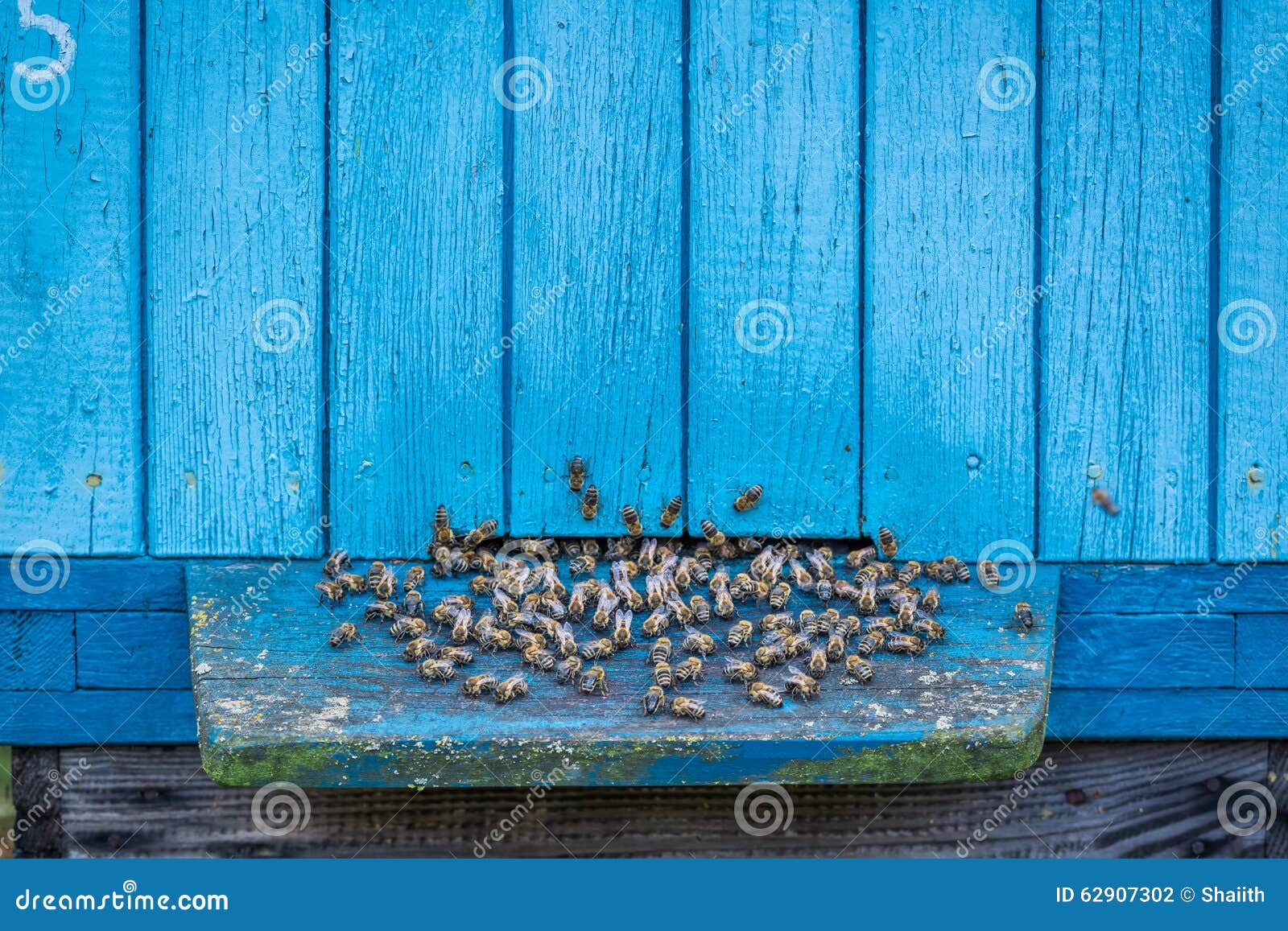 Natural beehives in summer stock photo. Image of beekeeper - 62907302