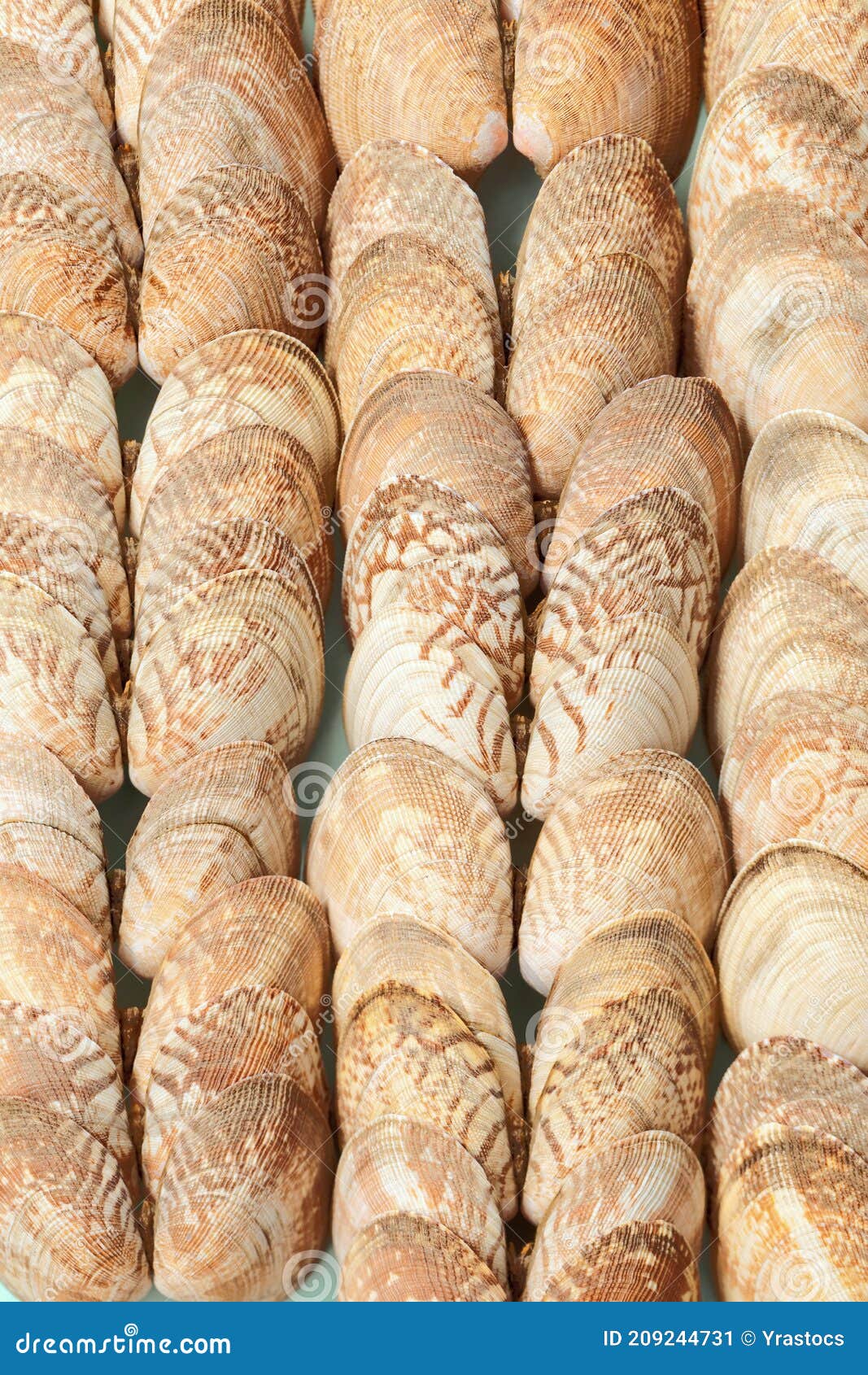 Natural Beige Shells. Summer Design Background with Natural Beautiful ...