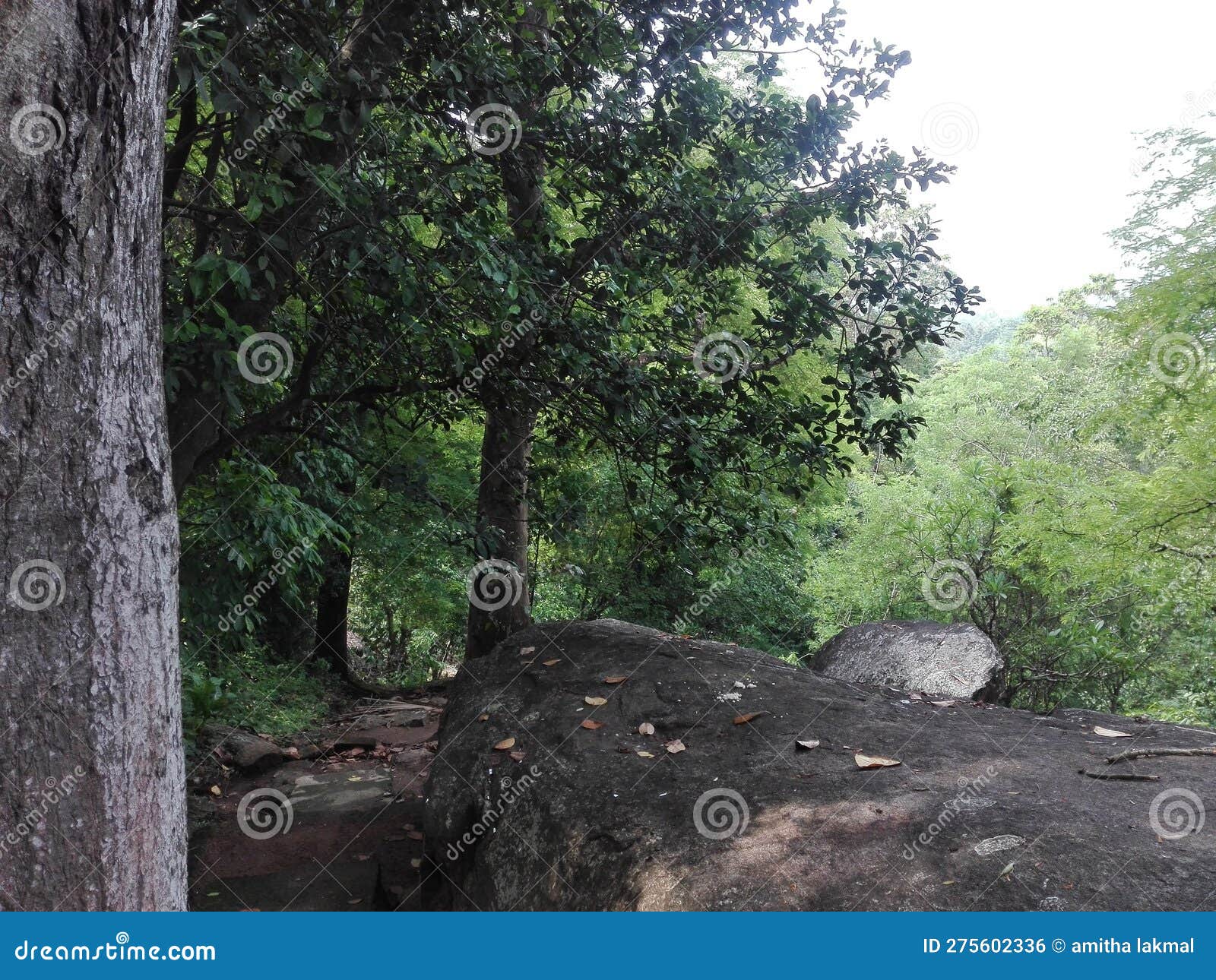 Natural Beutiful Jungle Rock Road Stock Photo - Image of road, jungle ...