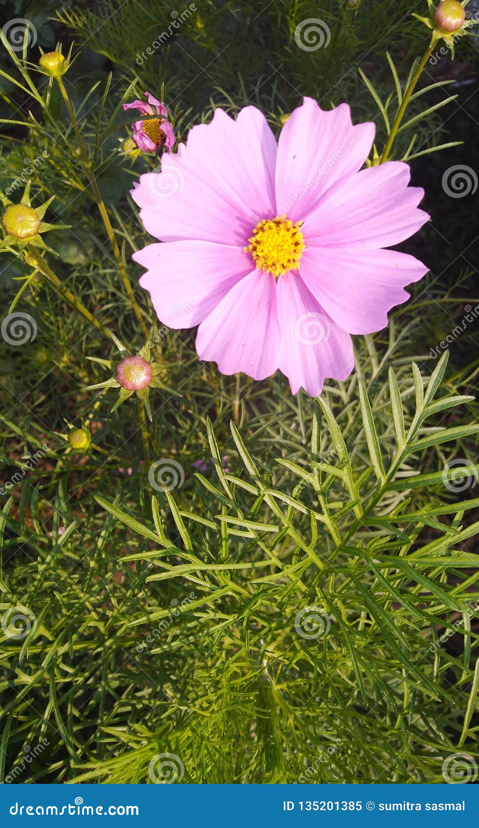 Natural beuty ful flower stock image. Image of beautiful - 135201385