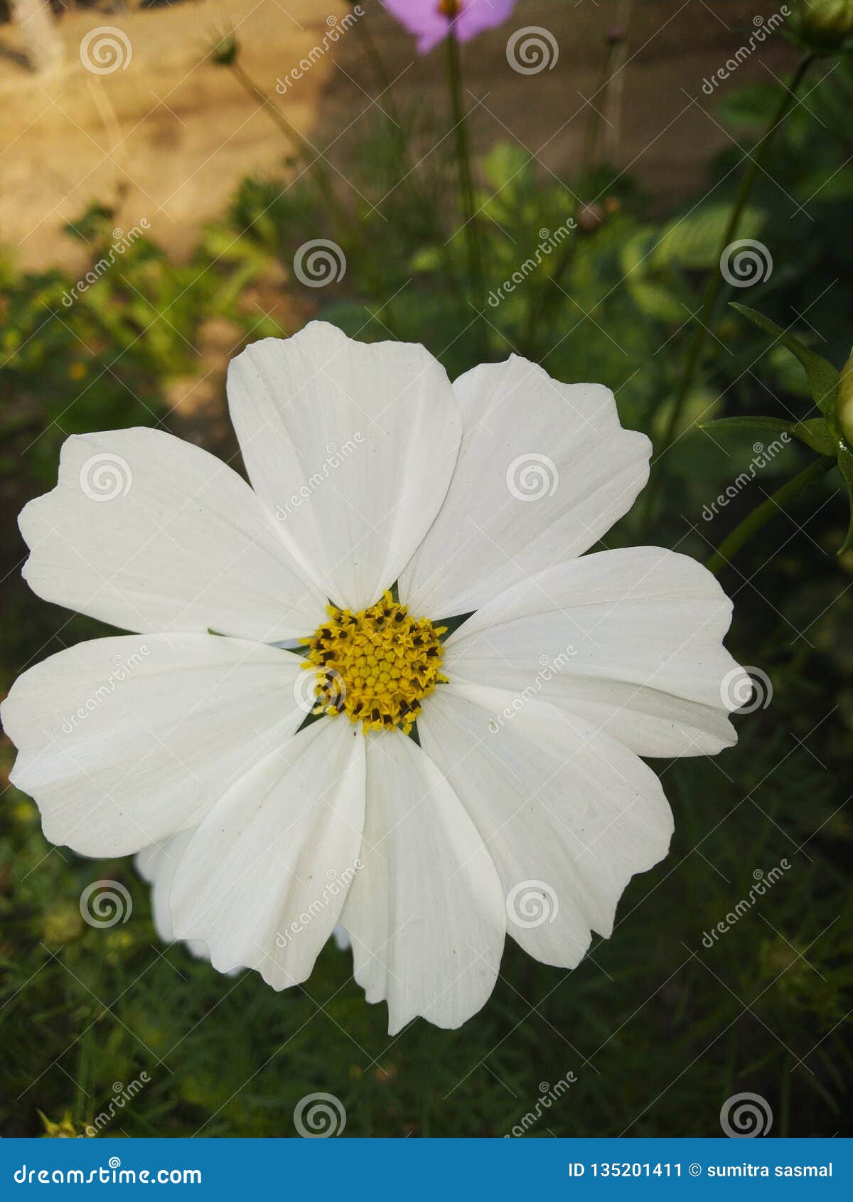 Natural beuty ful flower stock image. Image of beuty - 135201411