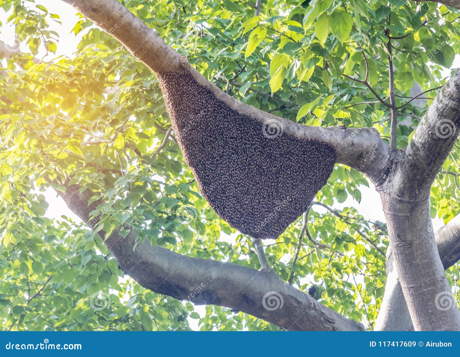 Natural Big Honey Bee Hive Hanging on Tree Stock Image - Image of ... Natural Big Honey Bee Hive Hanging on Tree Stock Image - Image of ...
