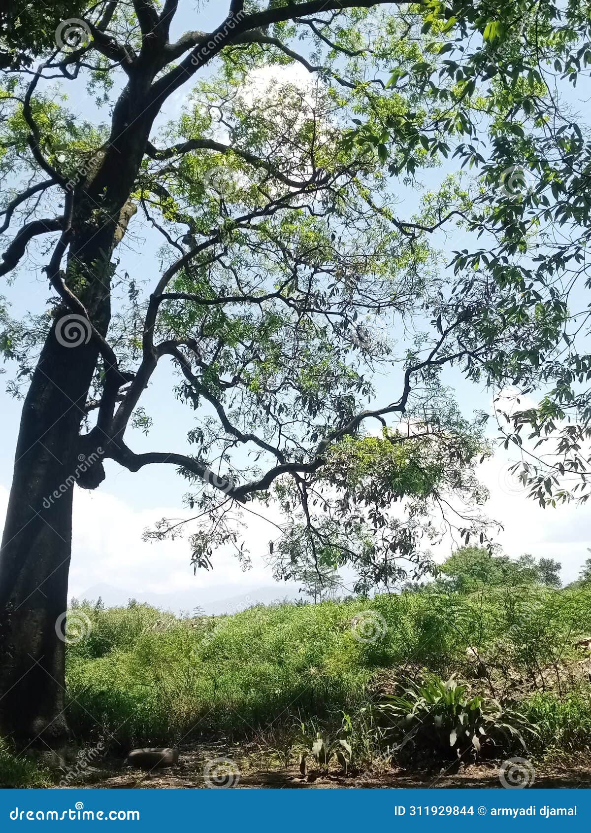 Natural Big Tree on the River Bank Stock Photo - Image of natural, bank ...