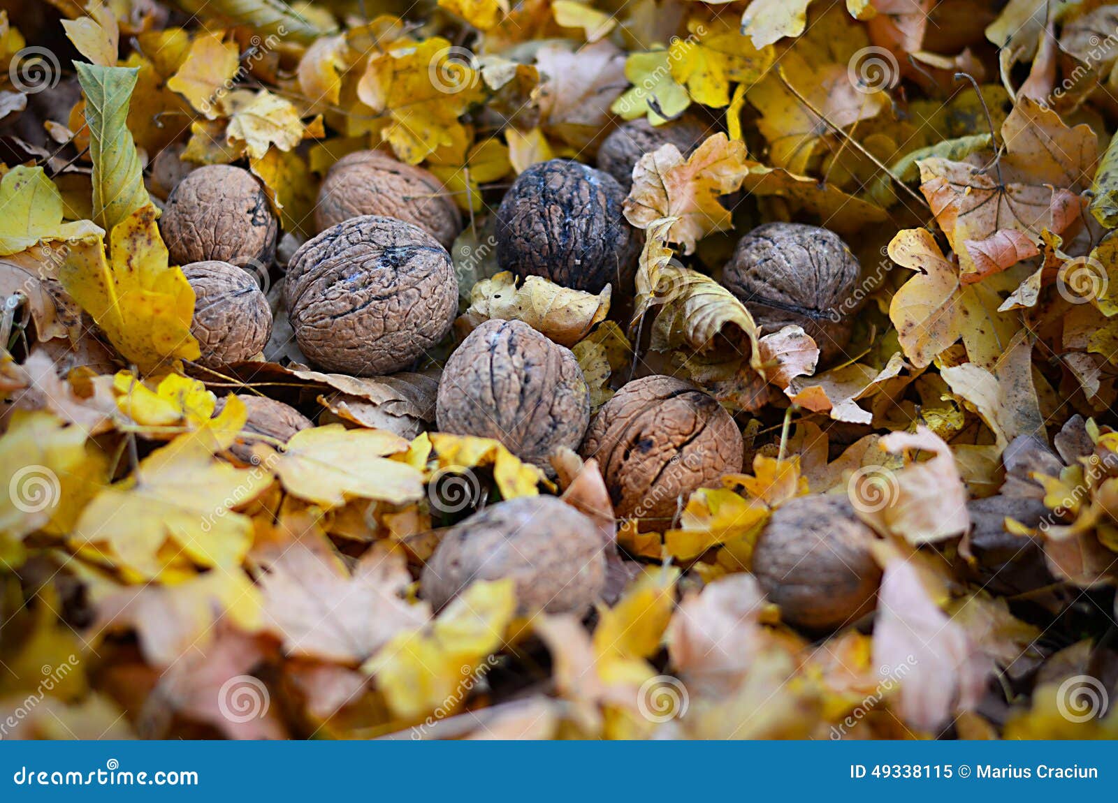 Natural bio nuts in nature stock image. Image of yellow - 49338115