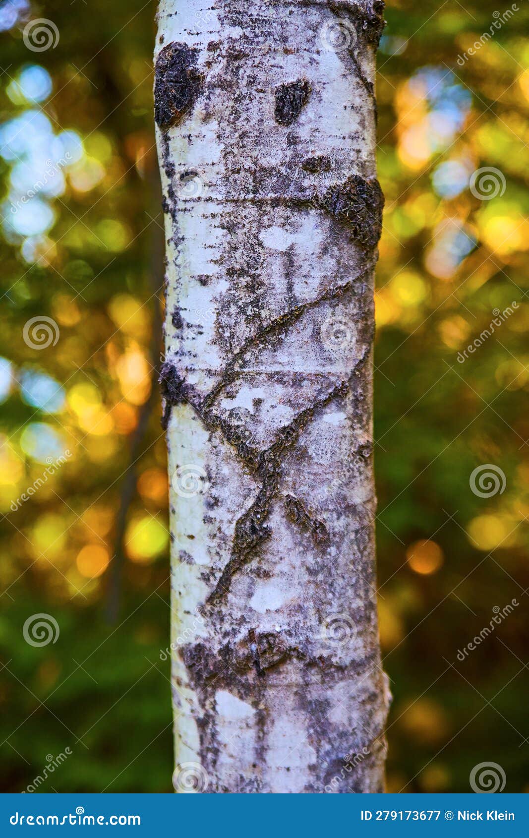 Natural X on a Birch or Aspen Tree Bark with Faded Forest Green ...
