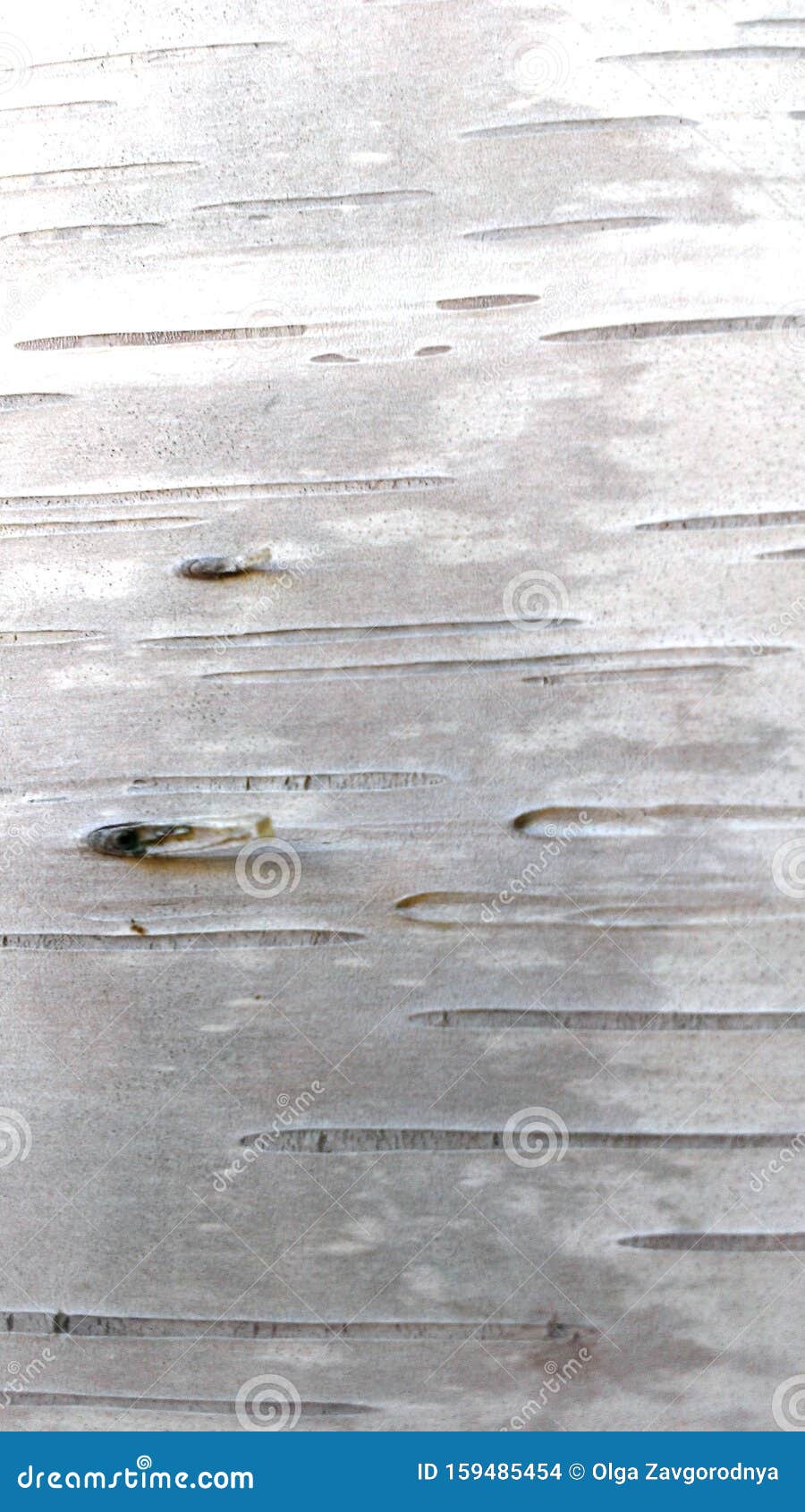 Natural Birch Tree Wood Texture Stock Photo - Image of creative, nature ...