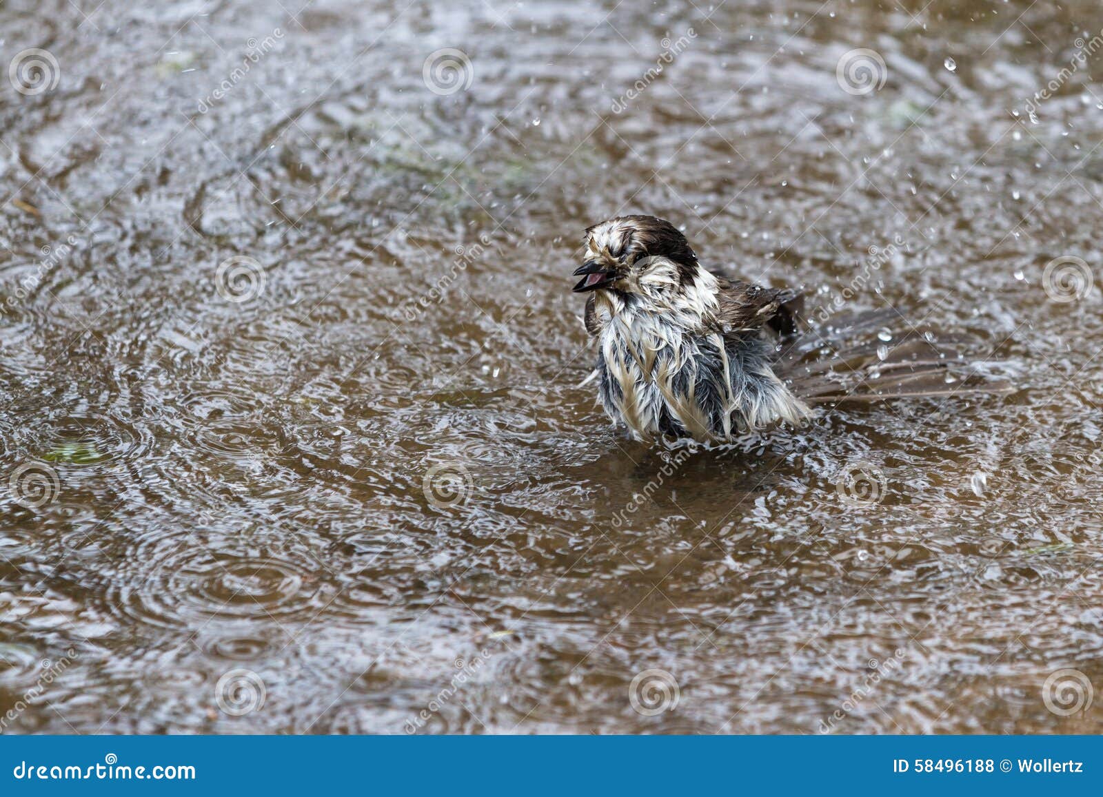 Natural bird bath stock photo. Image of speed, ground - 58496188