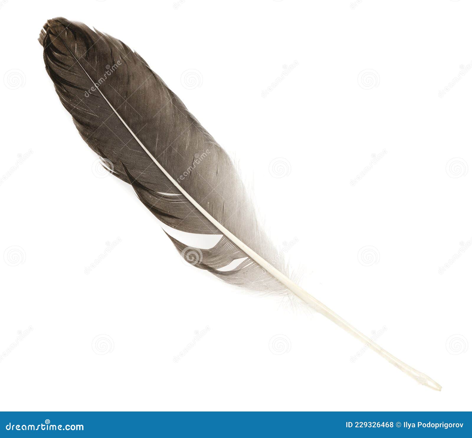 Natural Bird Feathers Isolated on a White Background. Big Goose ...