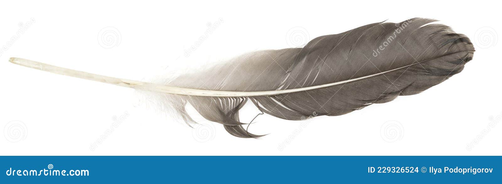 Natural Bird Feathers Isolated on a White Background. Big Goose ...