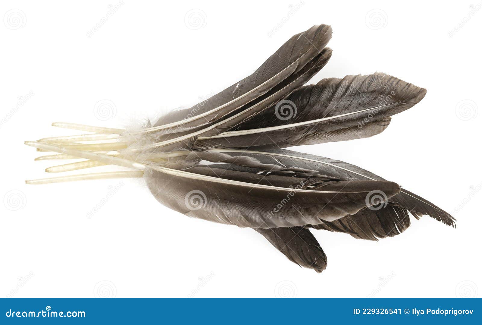 Natural Bird Feathers Isolated on a White Background. Big Goose ...
