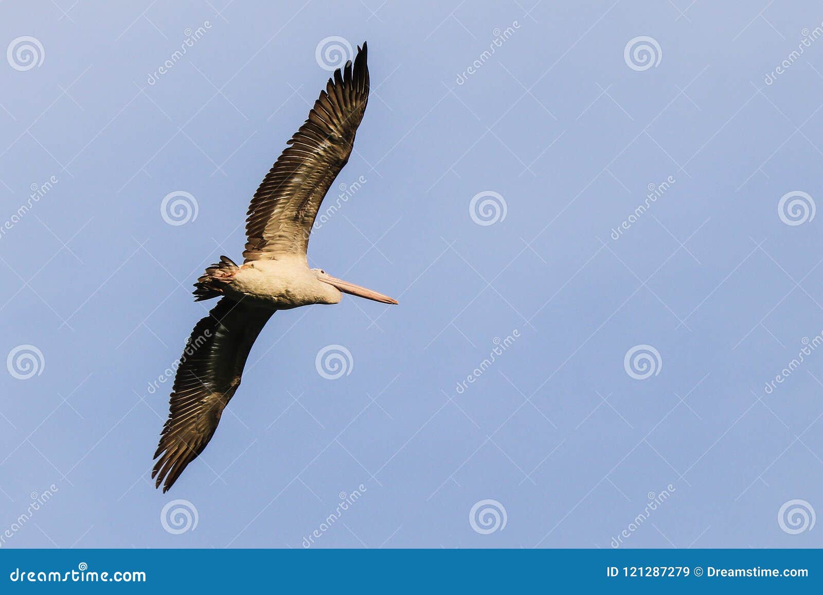 Natural bird fly stock image. Image of bird, natural - 121287279