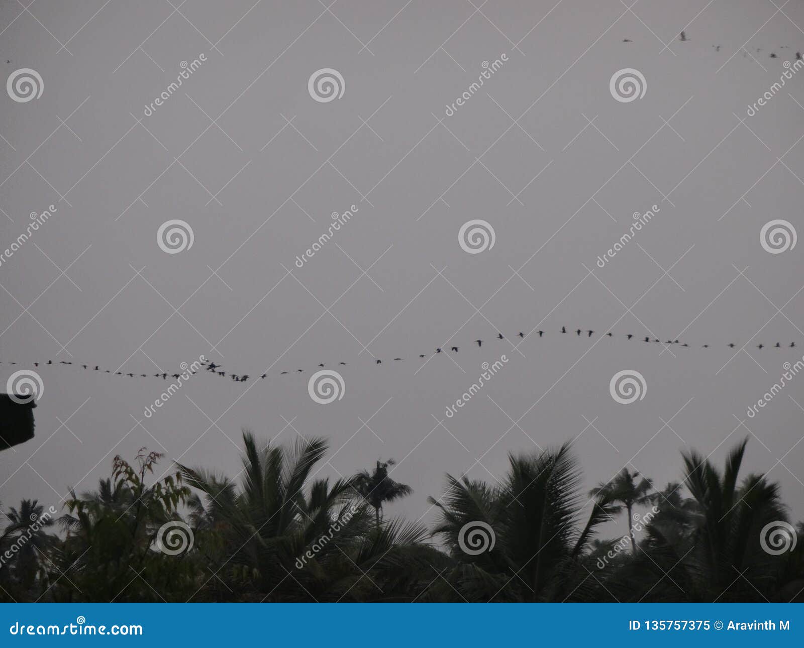 Natural birds flows stock image. Image of natural, birds - 135757375