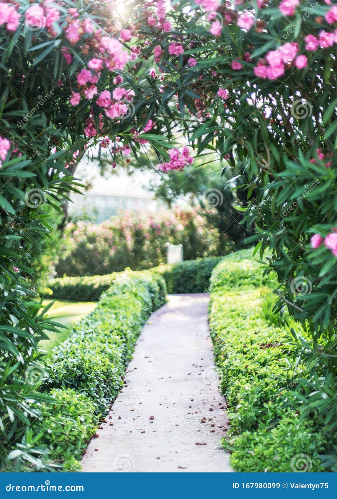 Natural Blooming Arch Over the Path in the Garden Stock Image - Image ...