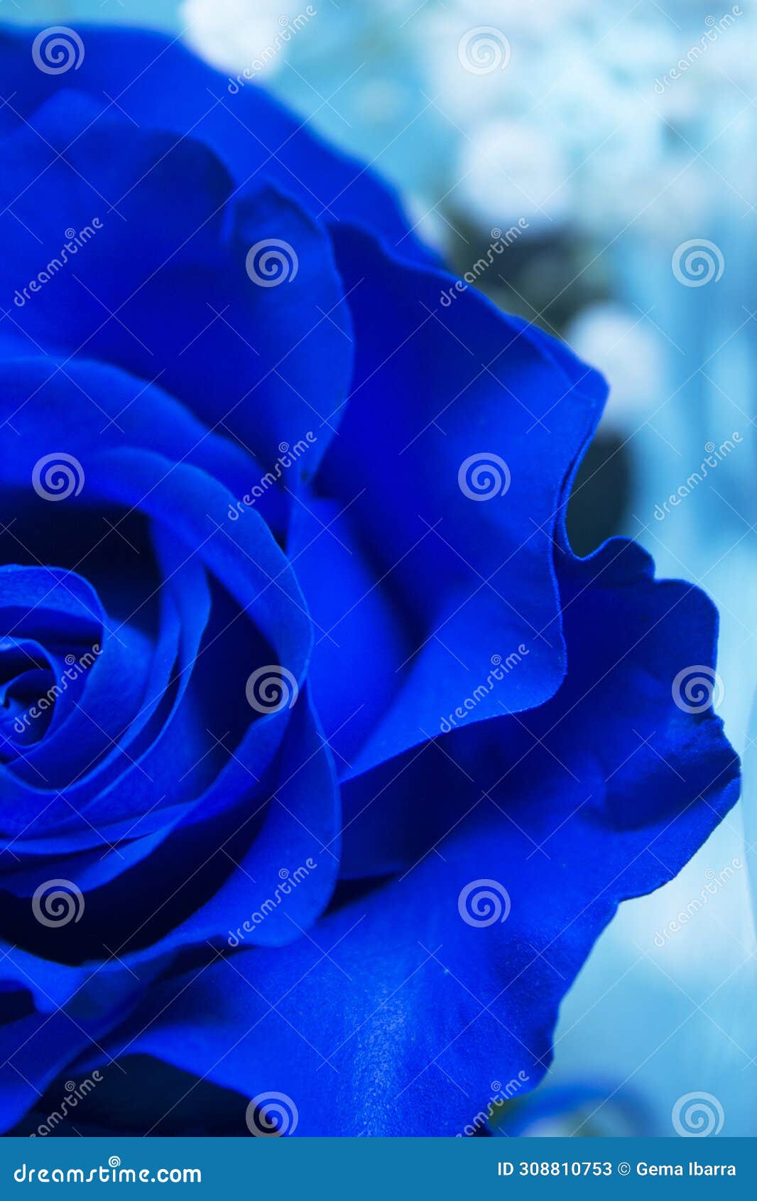 Natural Blue Rose on Grayish Background Stock Image - Image of flower ...