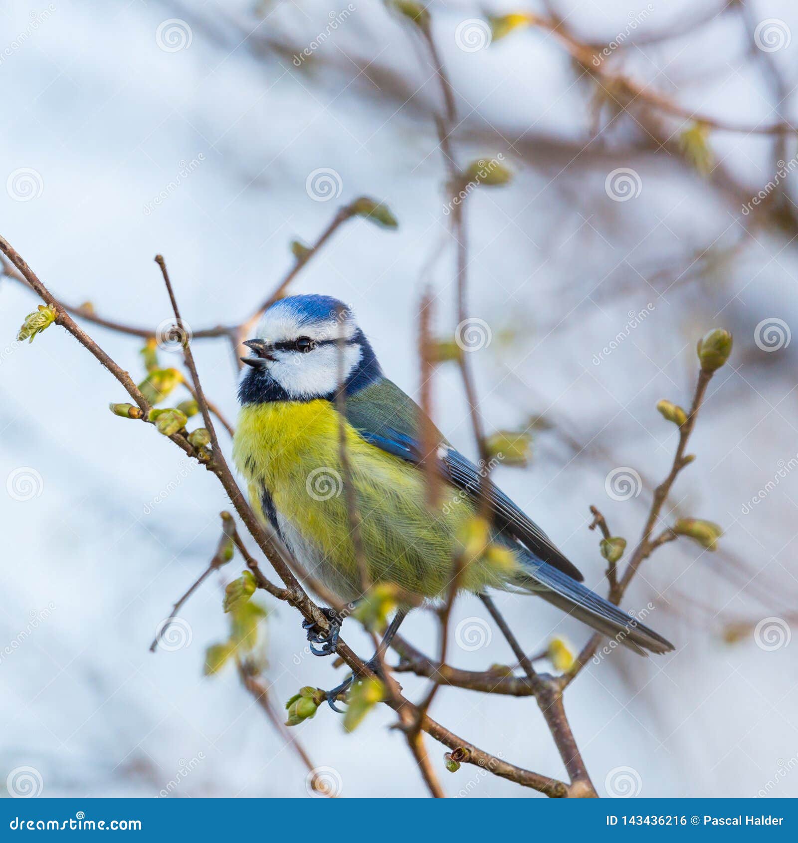 Blue Tit Bird Parus Caeruleus Singing in Tree Branches Stock Photo ...